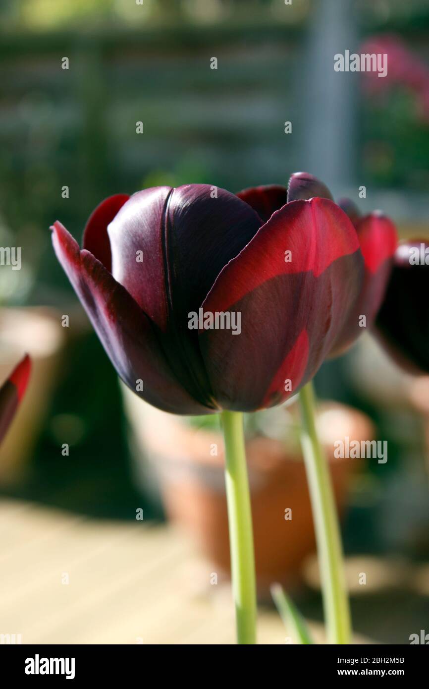 Tulip 'queen of the night' pot hi-res stock photography and images - Alamy