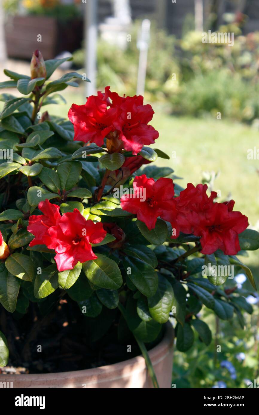 DWARF RHODODENDRON SCARLET WONDER. POT GROWN Stock Photo - Alamy