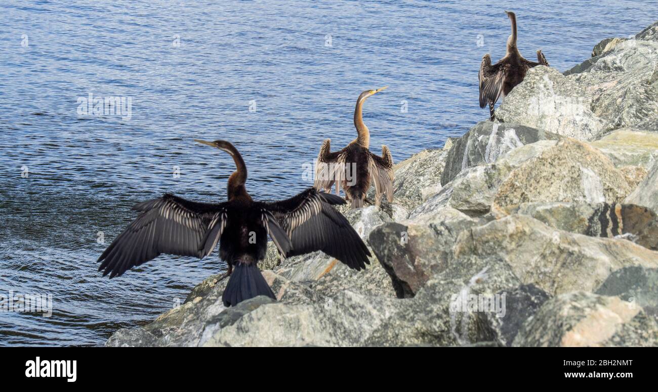 Bird birds seabird seabirds hi-res stock photography and images - Alamy