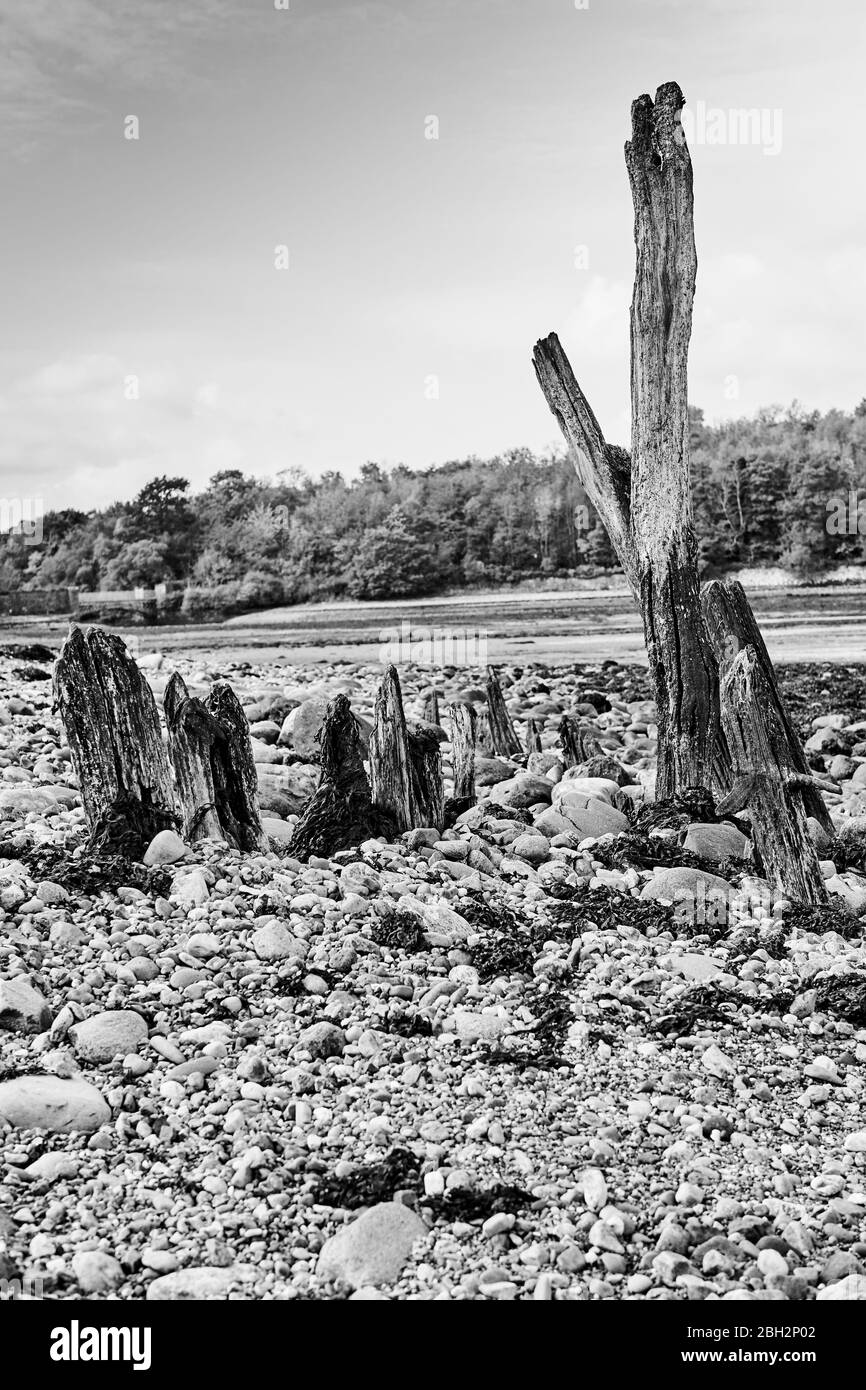 Timber Groynes Black and White Stock Photos & Images - Alamy