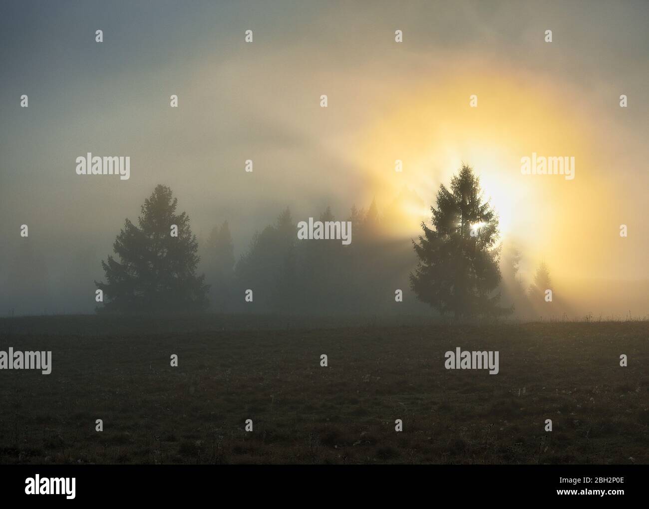 light beams through the trees in the wood Stock Photo - Alamy
