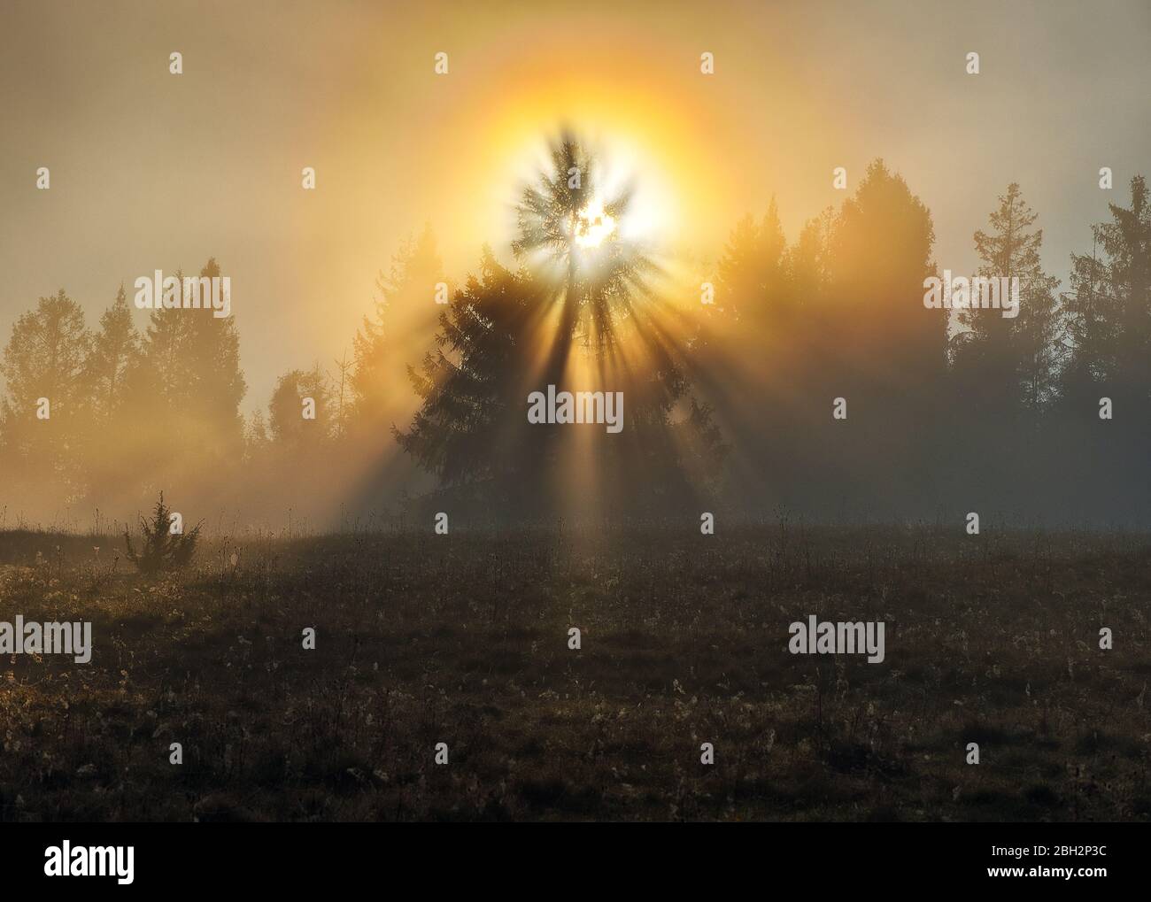 light beams through the trees in the wood Stock Photo - Alamy