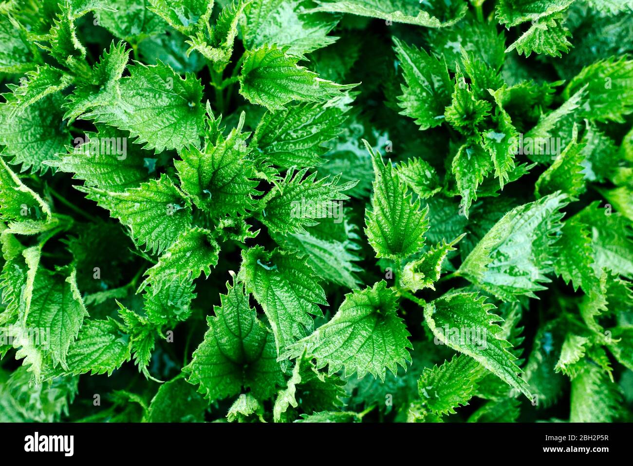 Macro Photo of a plant nettle. Nettle Background grows in the ground ...