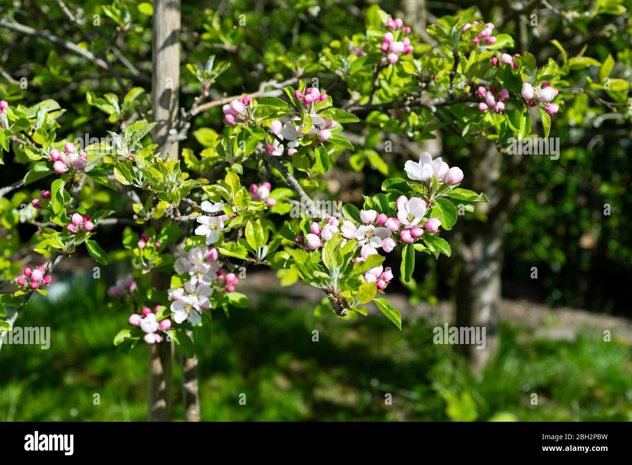 Dwarf apple tree hi-res stock photography and images - Alamy