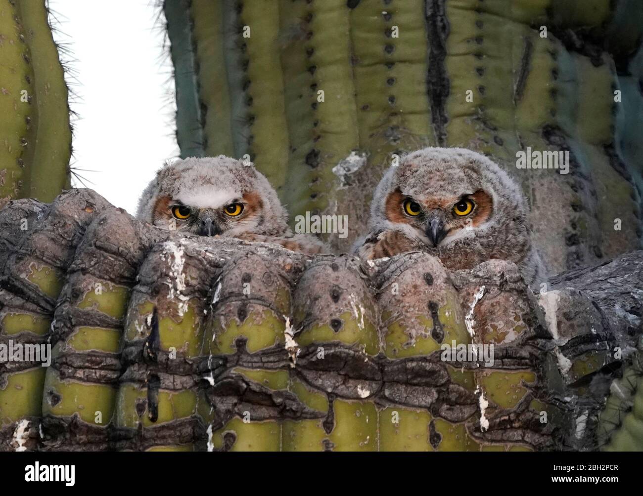 Great Horned Owls are seen in Arizona Stock Photo - Alamy