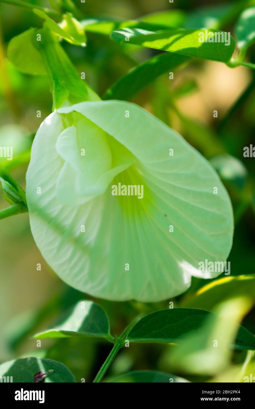 Aparajita High Resolution Stock Photography and Images - Alamy