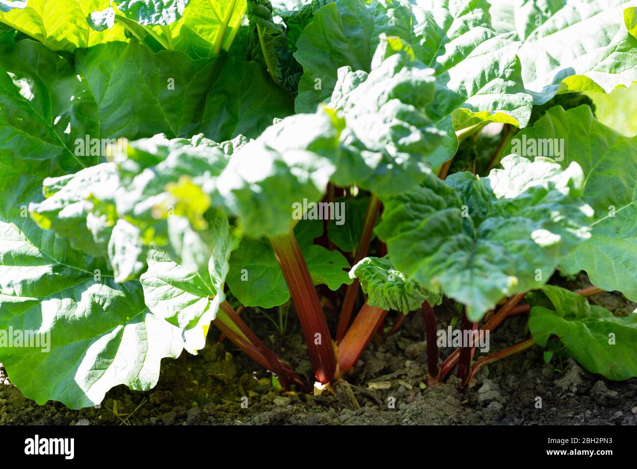 Rhubarb plant (Rheum x hybridum) 'Timperley Early' growing on an ...