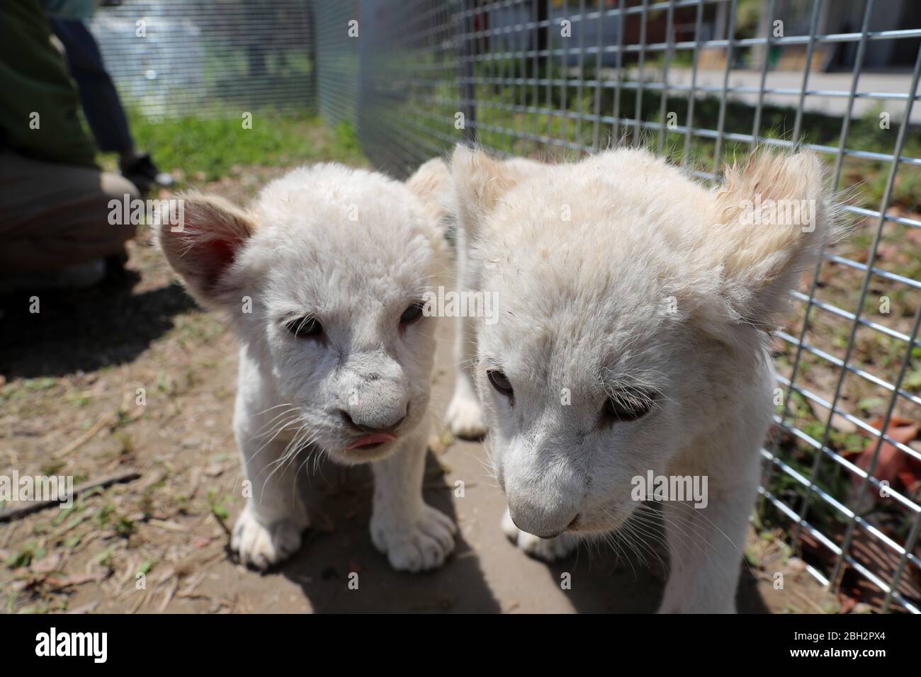 Lion triplets hi-res stock photography and images - Alamy