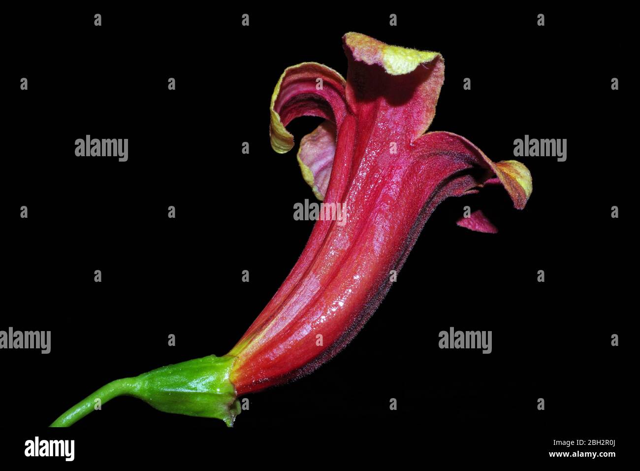 Crossvine flower hi-res stock photography and images - Alamy