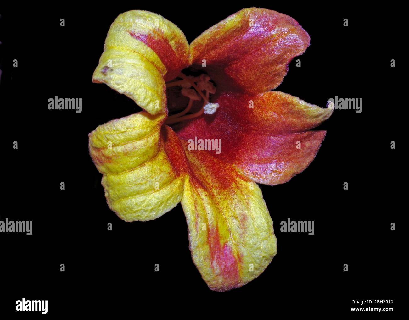 Crossvine flower hi-res stock photography and images - Alamy