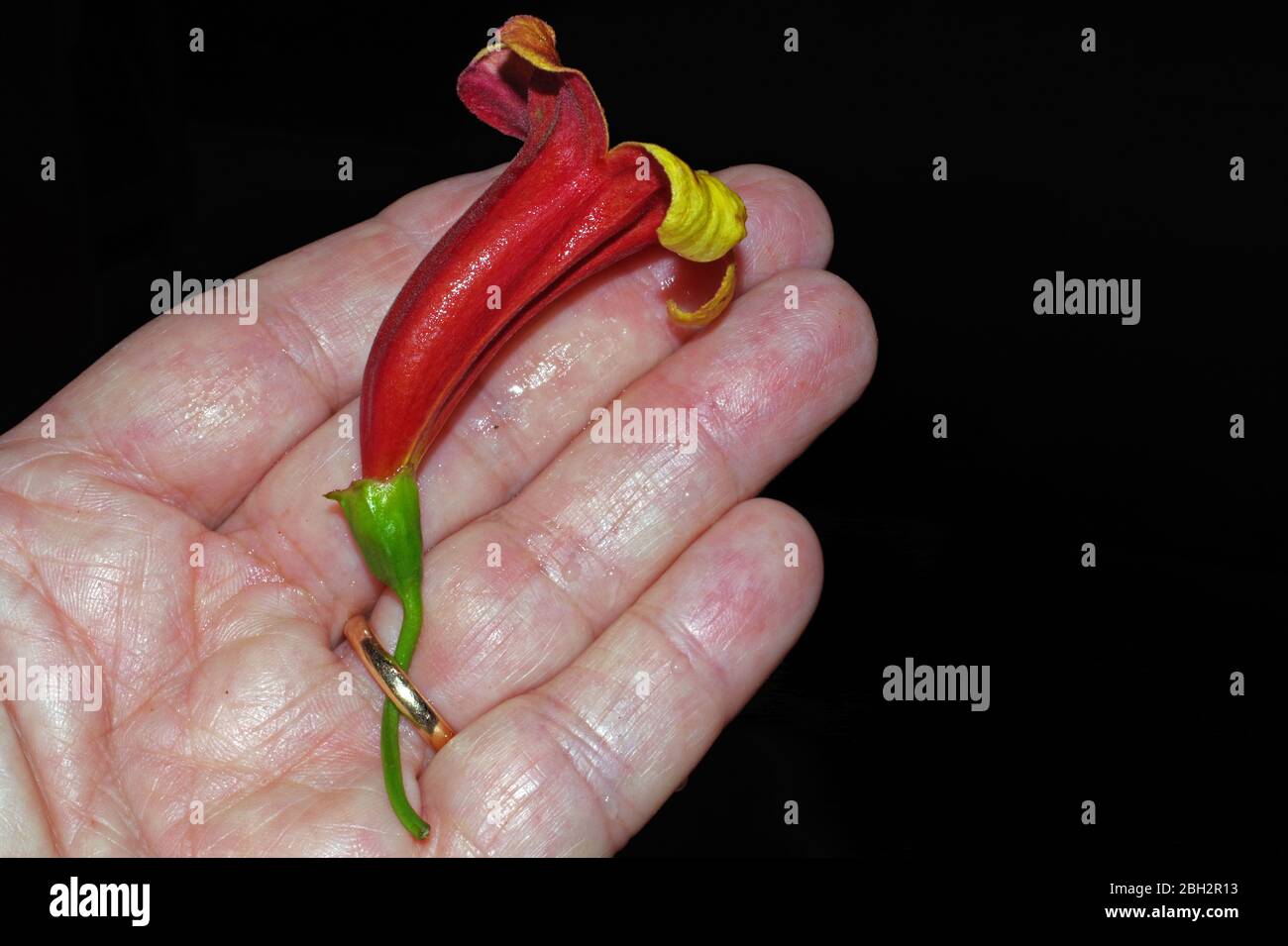 Bignonia capreolata (cross-vine) close-up Stock Photo - Alamy