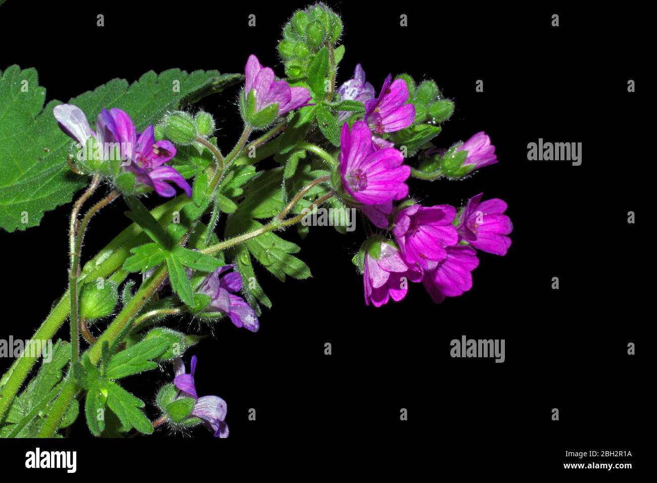 Wild geranium (geranium molle) close-up Stock Photo - Alamy