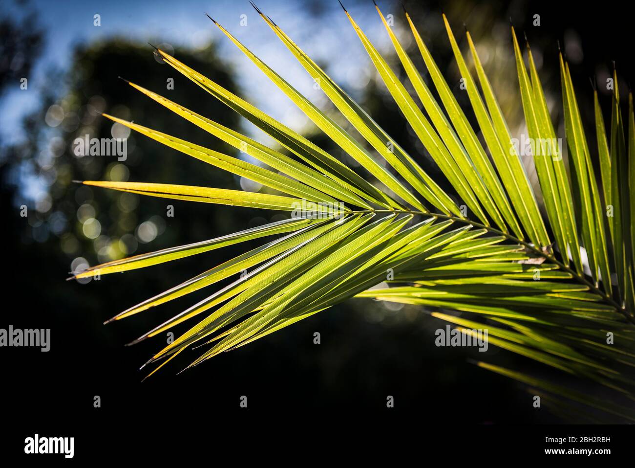 The foliage of the Phoenix Plant Phoenix canariensis Stock Photo - Alamy