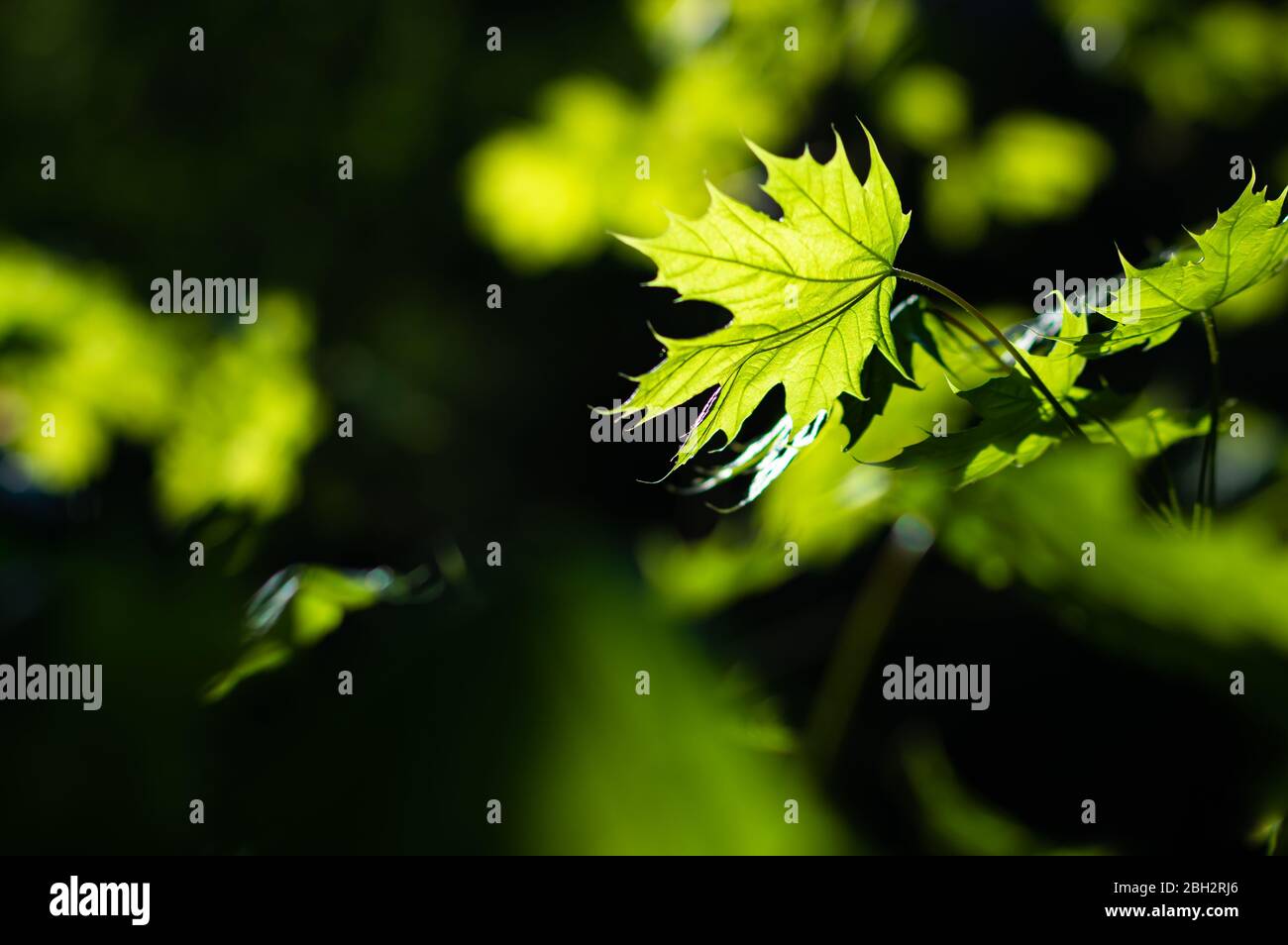 A green leaf illuminated by sunlight showing fresh spring growth Stock ...