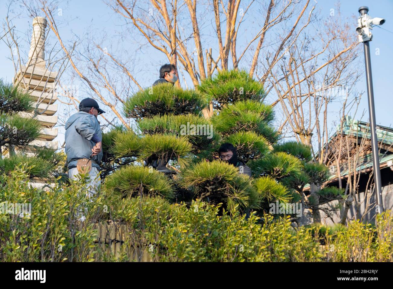 Japanese gardeners men are trimming a pine tree in the backyard of ...