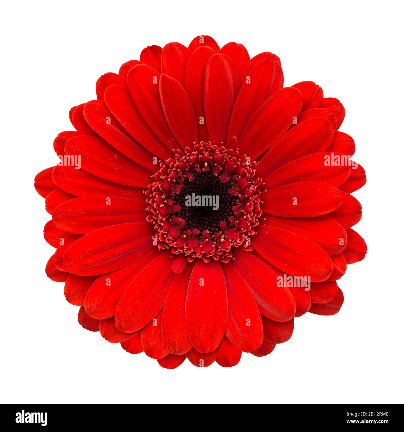 Red gerbera flower head isolated on white background Stock Photo - Alamy