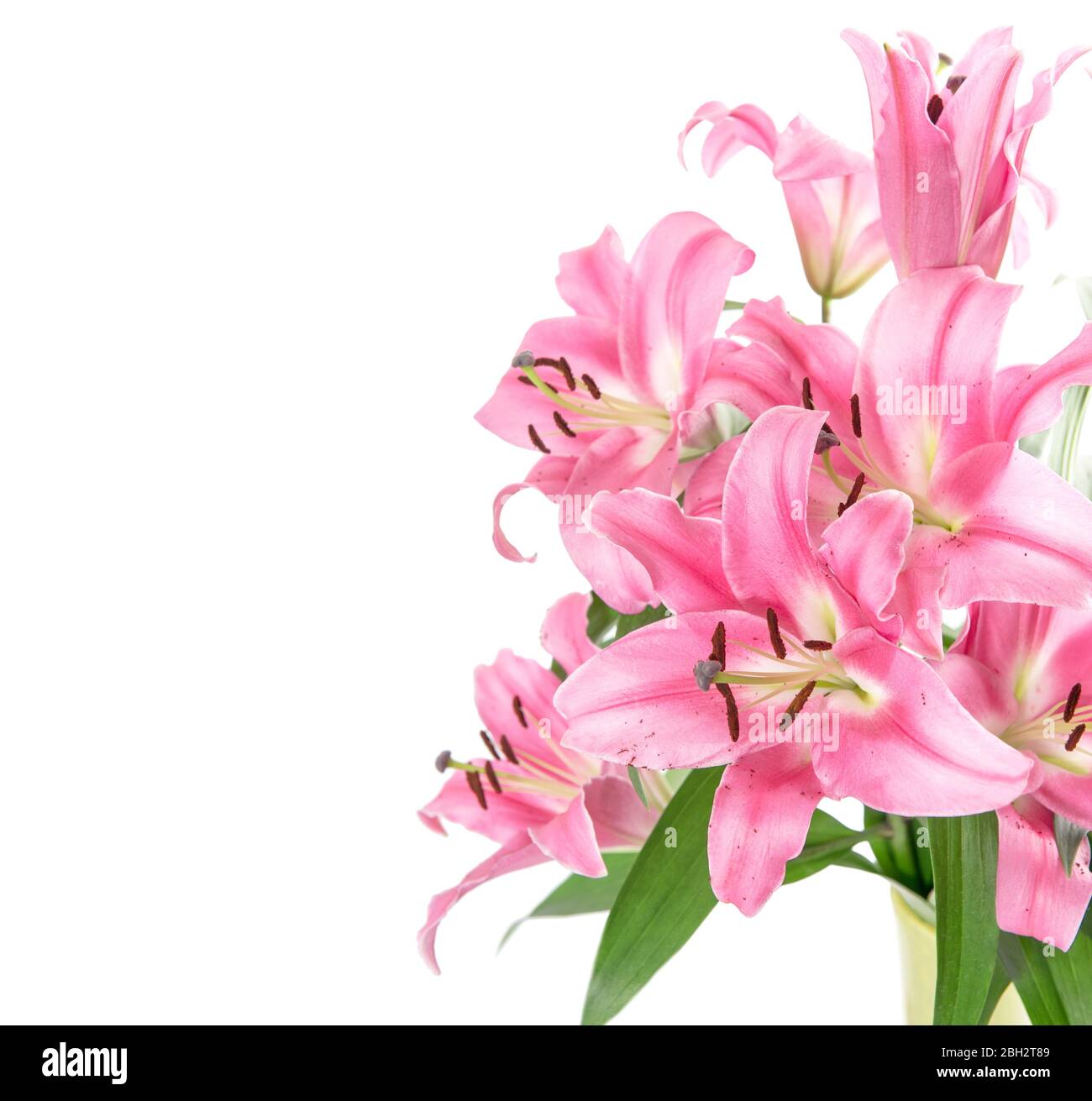 Lily flower background hi-res stock photography and images - Alamy