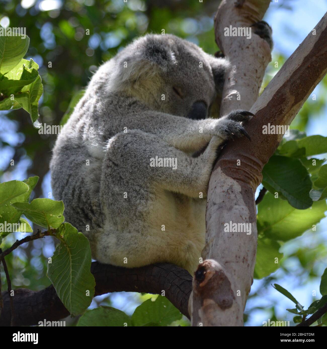 Small koala sleeping in a eucalyptus tree. Magnetic Island, Australia ...