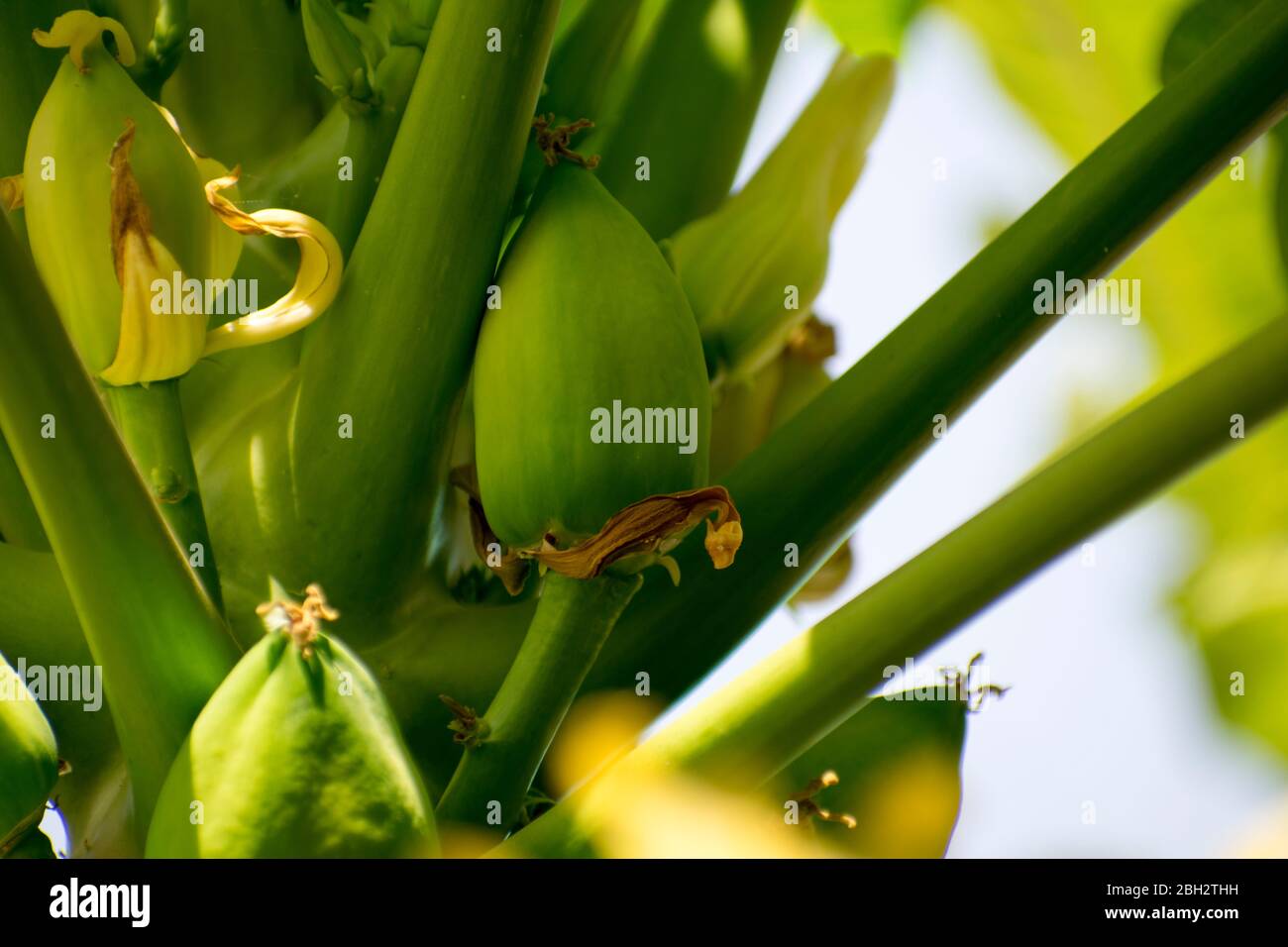 Papaya tree with flower and fruits Stock Photo - Alamy