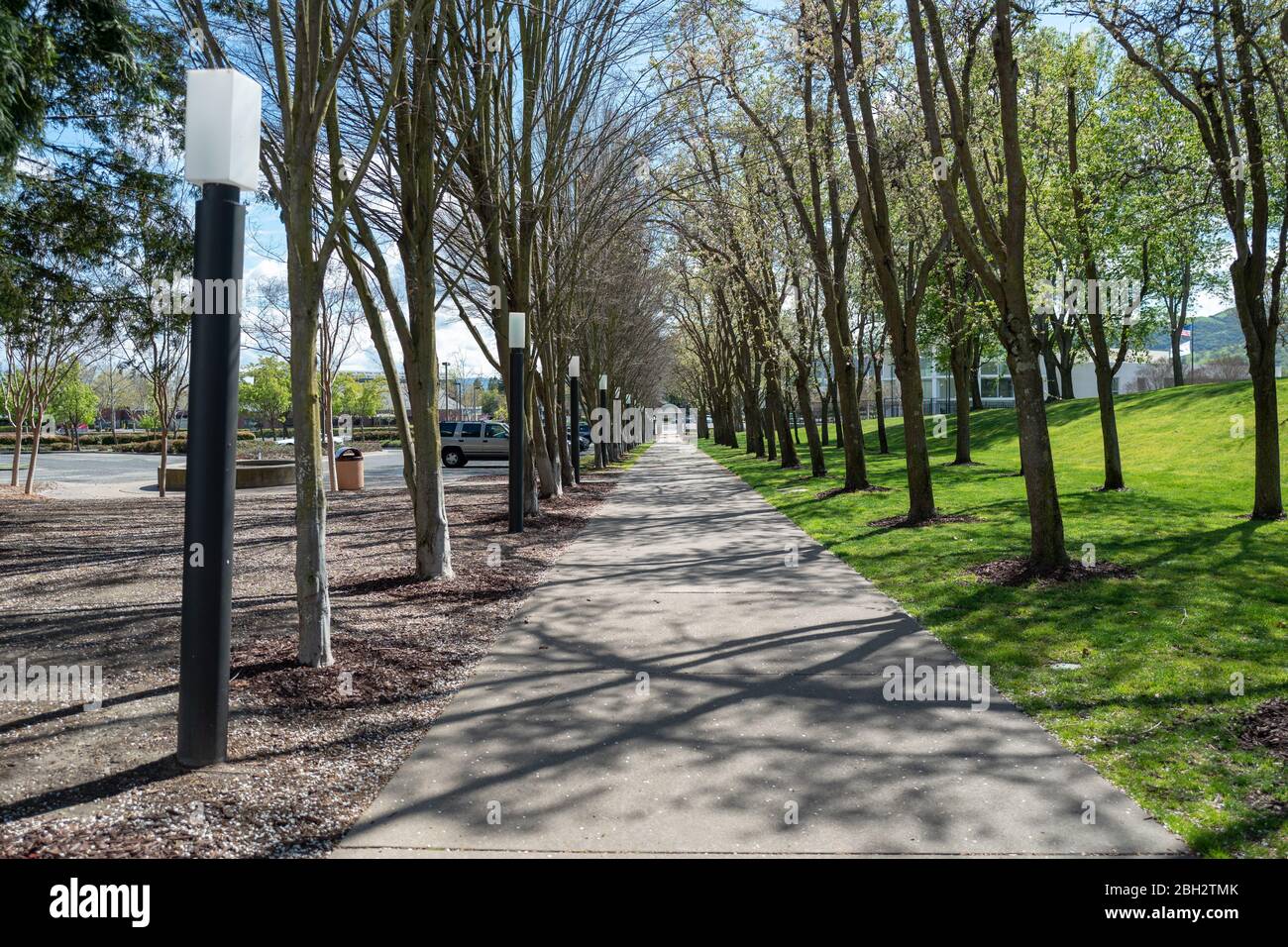 Tree lined sidewalk at Central Park in San Ramon, California, March 25 ...