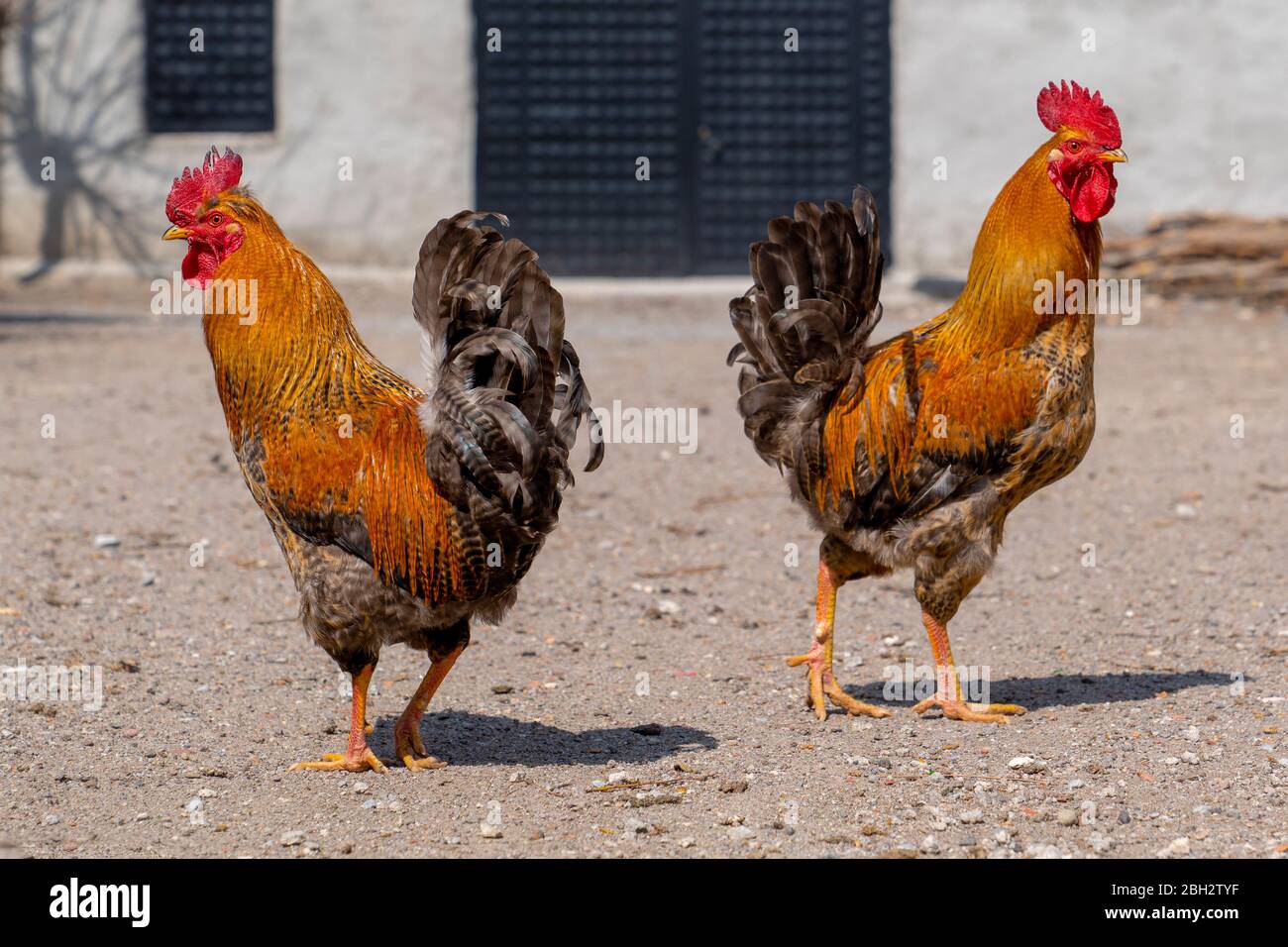 Two roosters facing different directions Stock Photo - Alamy