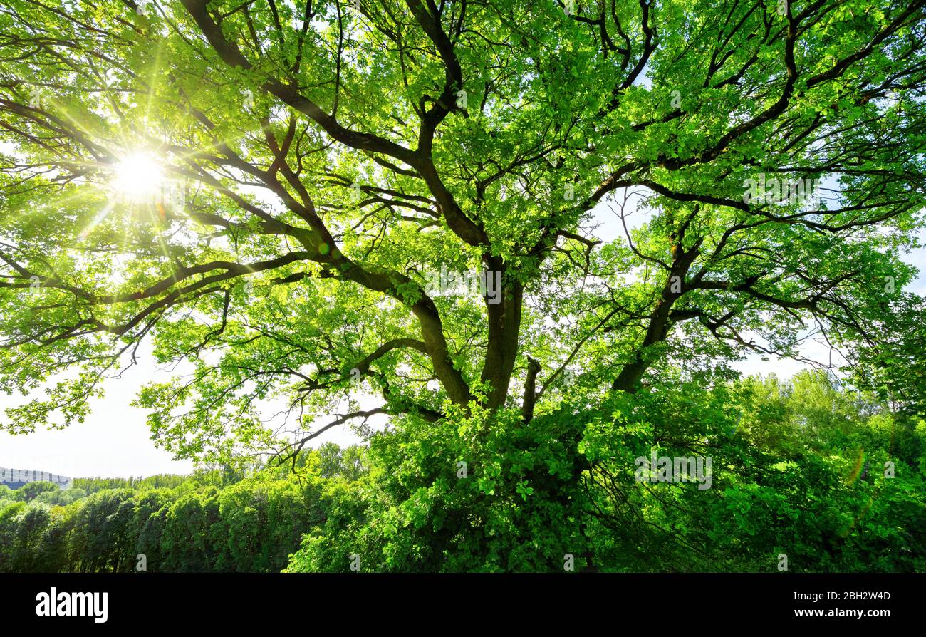 The sun brightly shines through the crooked branches of a majestic ...