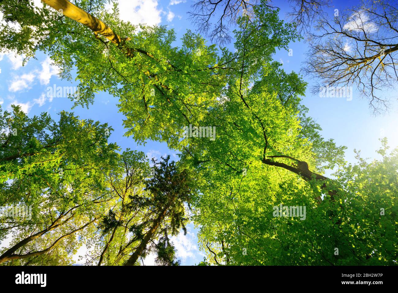 Worms eye view tree canopy hi-res stock photography and images - Alamy