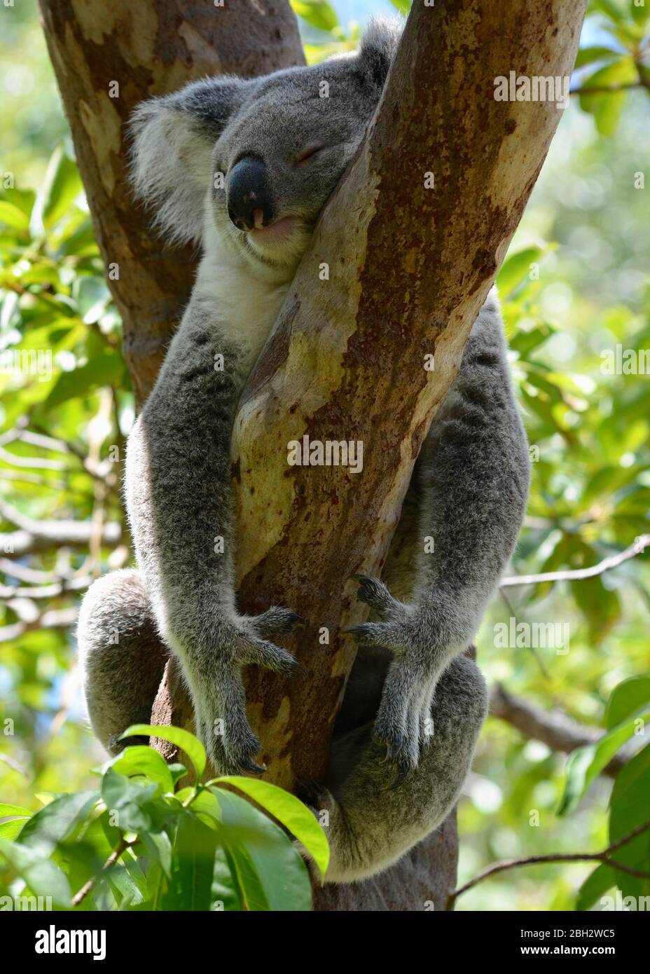 Small koala sleeping in a eucalyptus tree. Magnetic Island, Australia ...