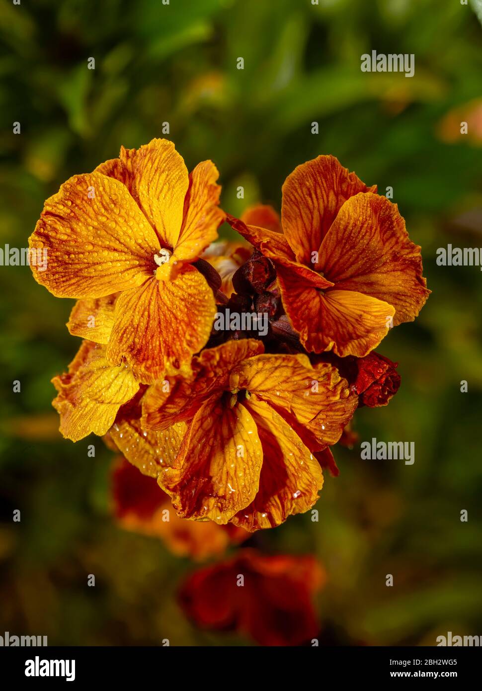 Erysimum (wallflower) flowering profusely a residential garden in the ...