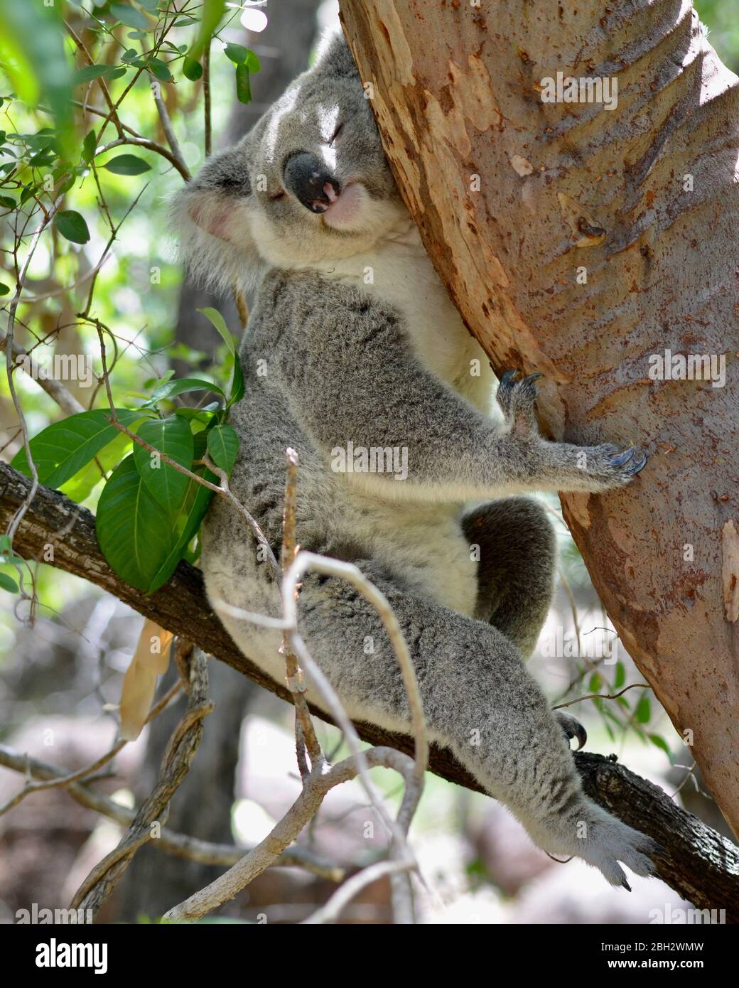 Small koala sleeping in a eucalyptus tree. Magnetic Island, Australia ...
