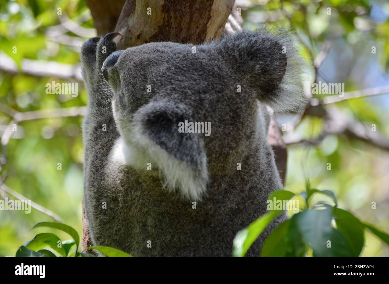 Small koala sleeping in a eucalyptus tree. Magnetic Island, Australia ...