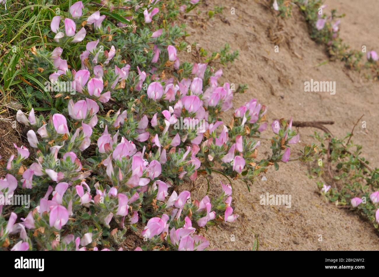 Common Restharrow (Ononis repens),rough Grassland and sand Dunes,summer ...