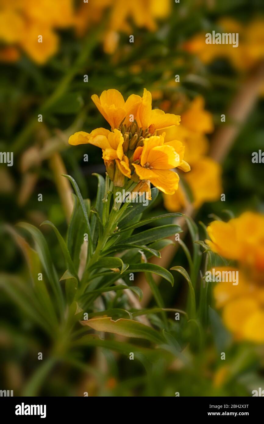 Erysimum (wallflower) flowering profusely a residential garden in the ...
