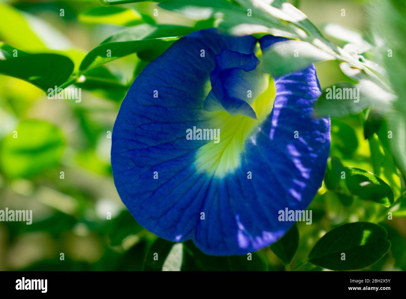 Blue Clitoria ternatea Aparajita Butterfly pea Flower Closeup Stock ...