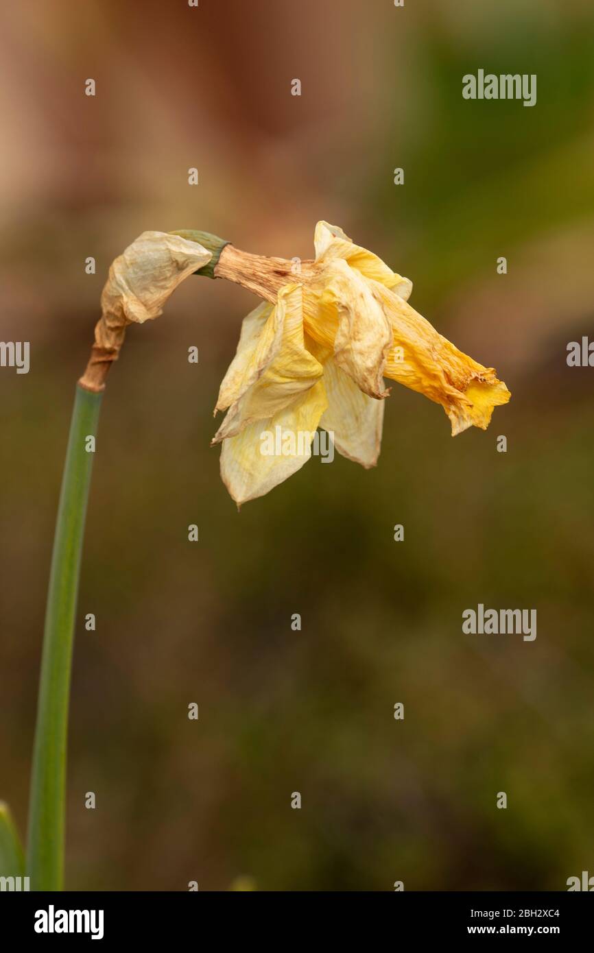 Dying Daffodil bloom in an urban garden during late spring as a symbol ...