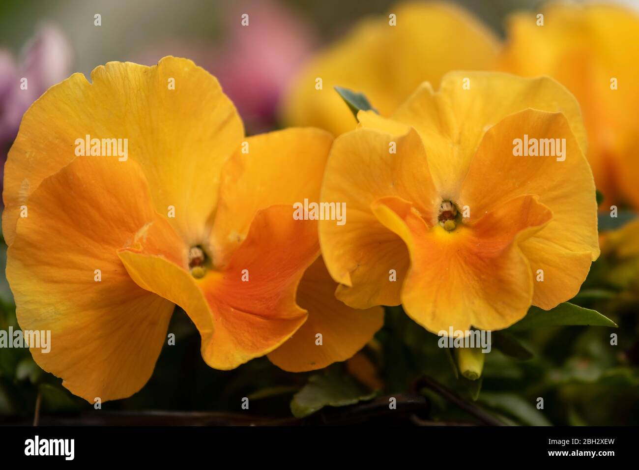 Pansy flowers plant portrait in close-up in a residential garden during ...