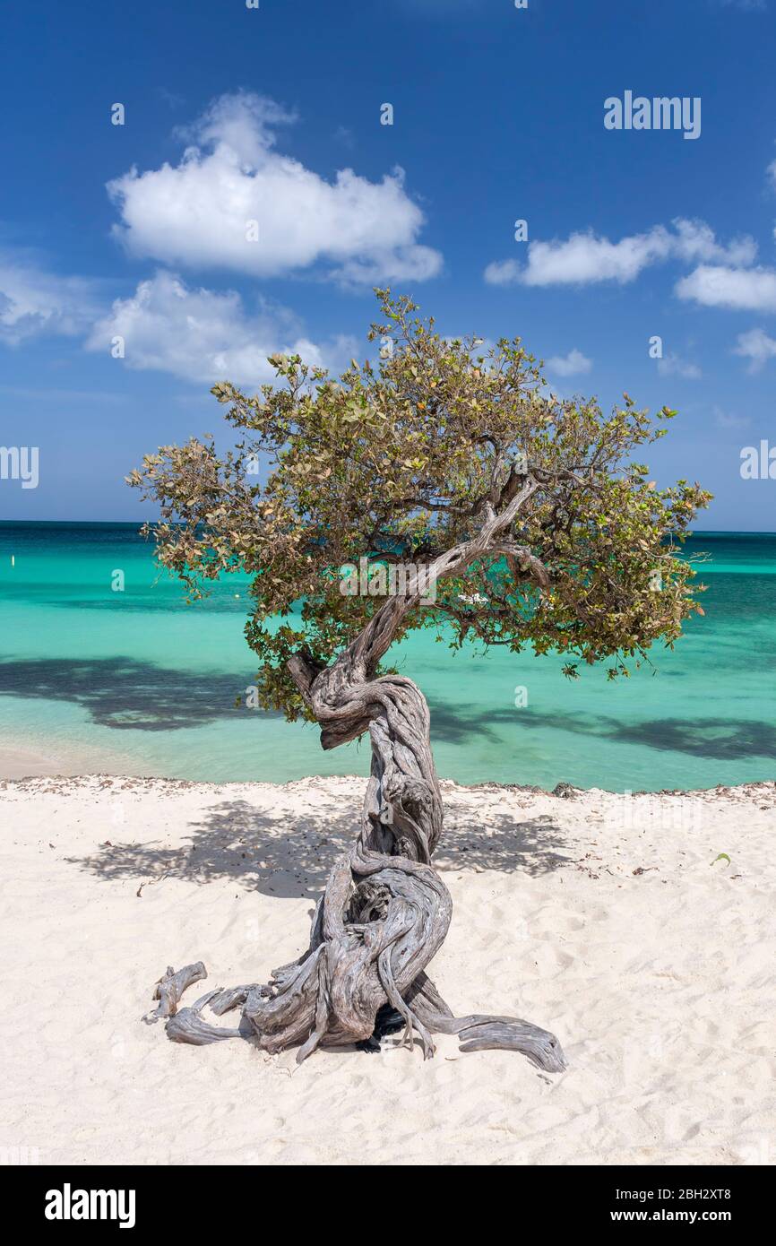 Divi divi tree hi-res stock photography and images - Alamy