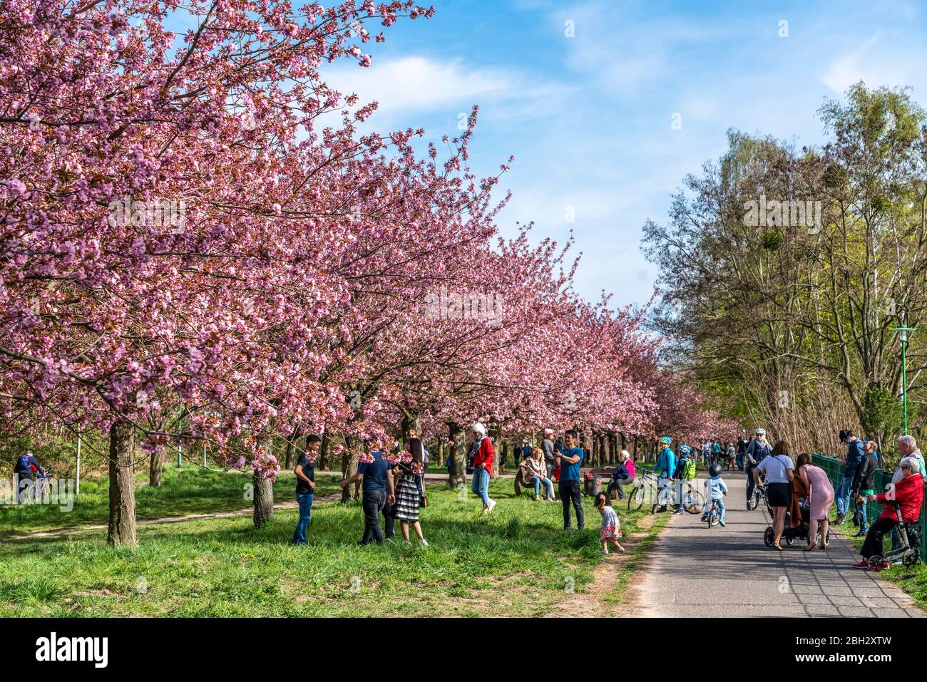 Cherry blossom, Teltow, Mauerweg, former DDR border , near Berlin ...
