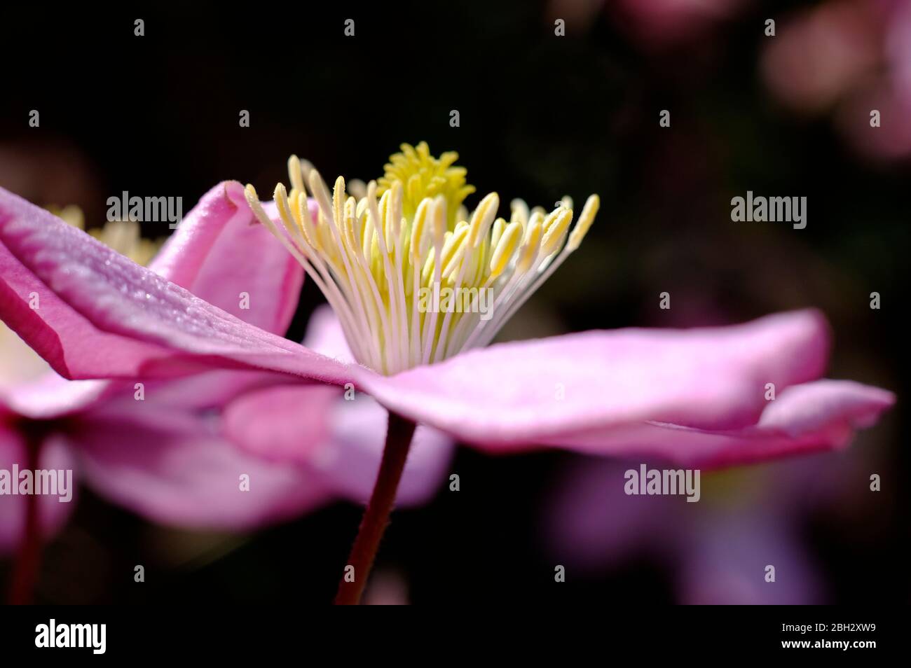 Flower with stigma hi-res stock photography and images - Alamy