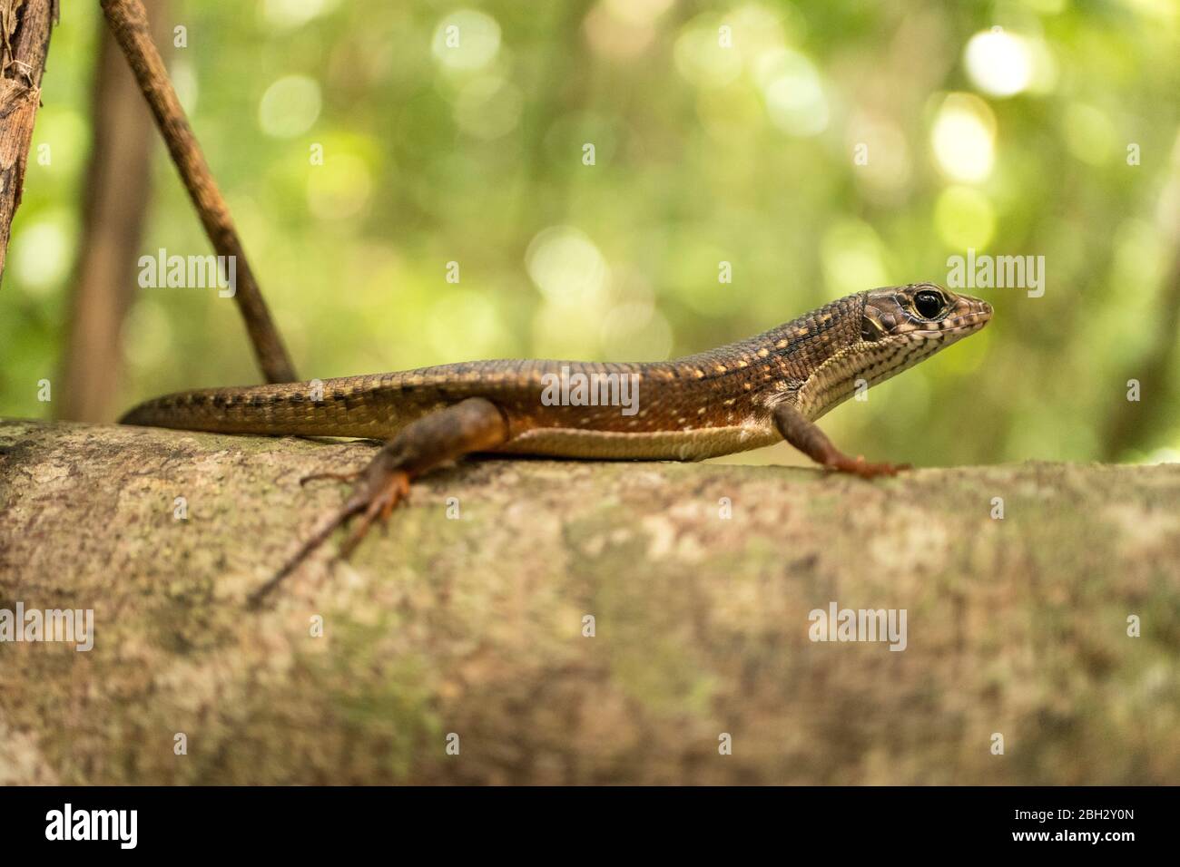 Madagascar Girdled Plated Lizard (Tracheloptychus madagascariensis ...