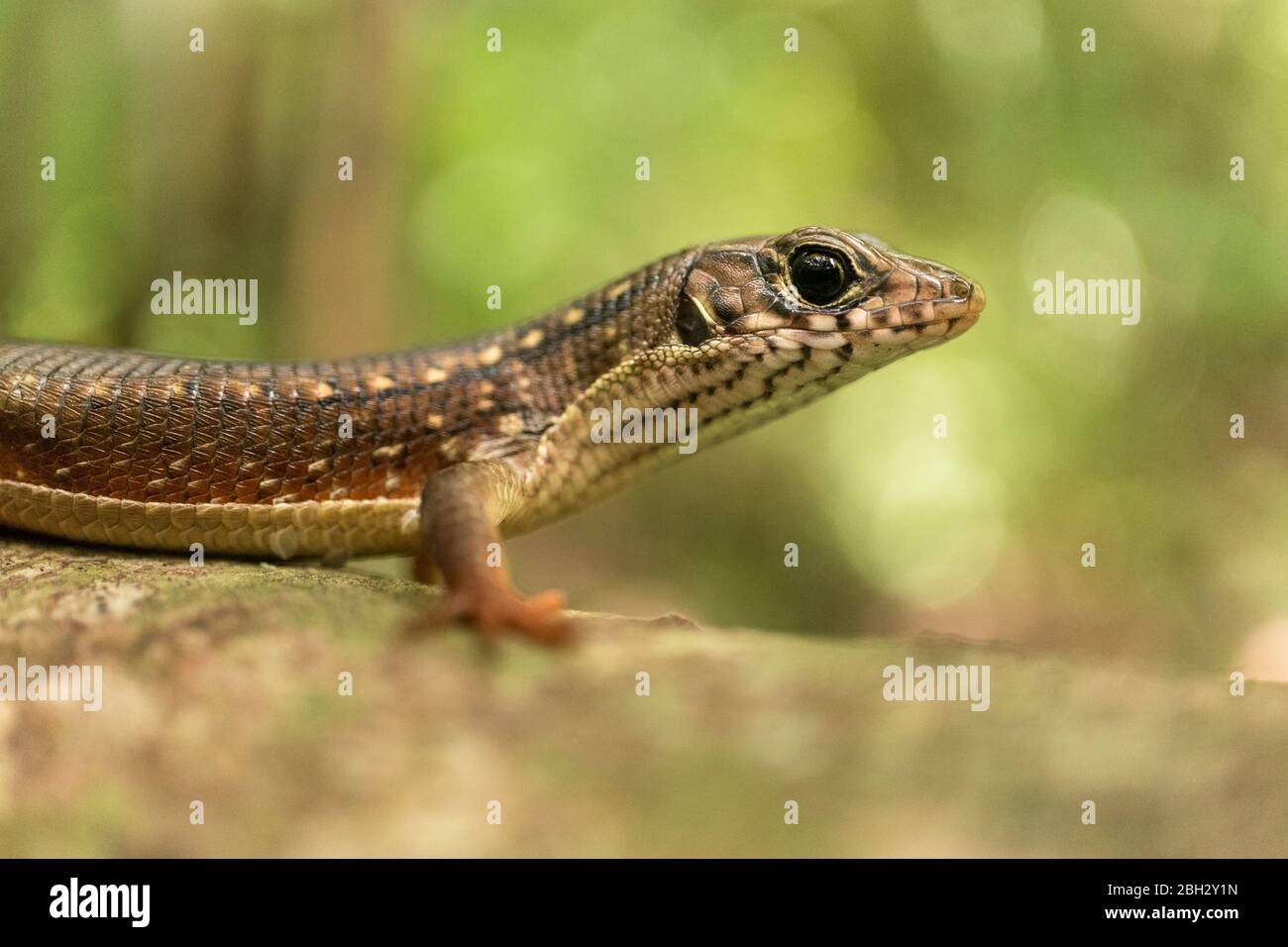 African plated lizard hi-res stock photography and images - Alamy