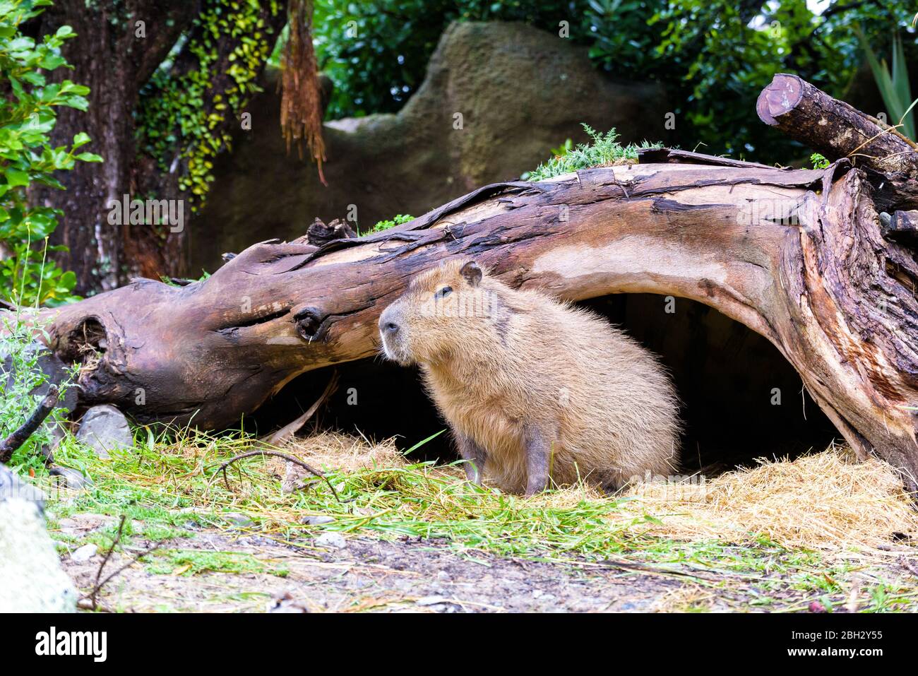 Capybara in its den. Wellington, New Zealand Stock Photo - Alamy