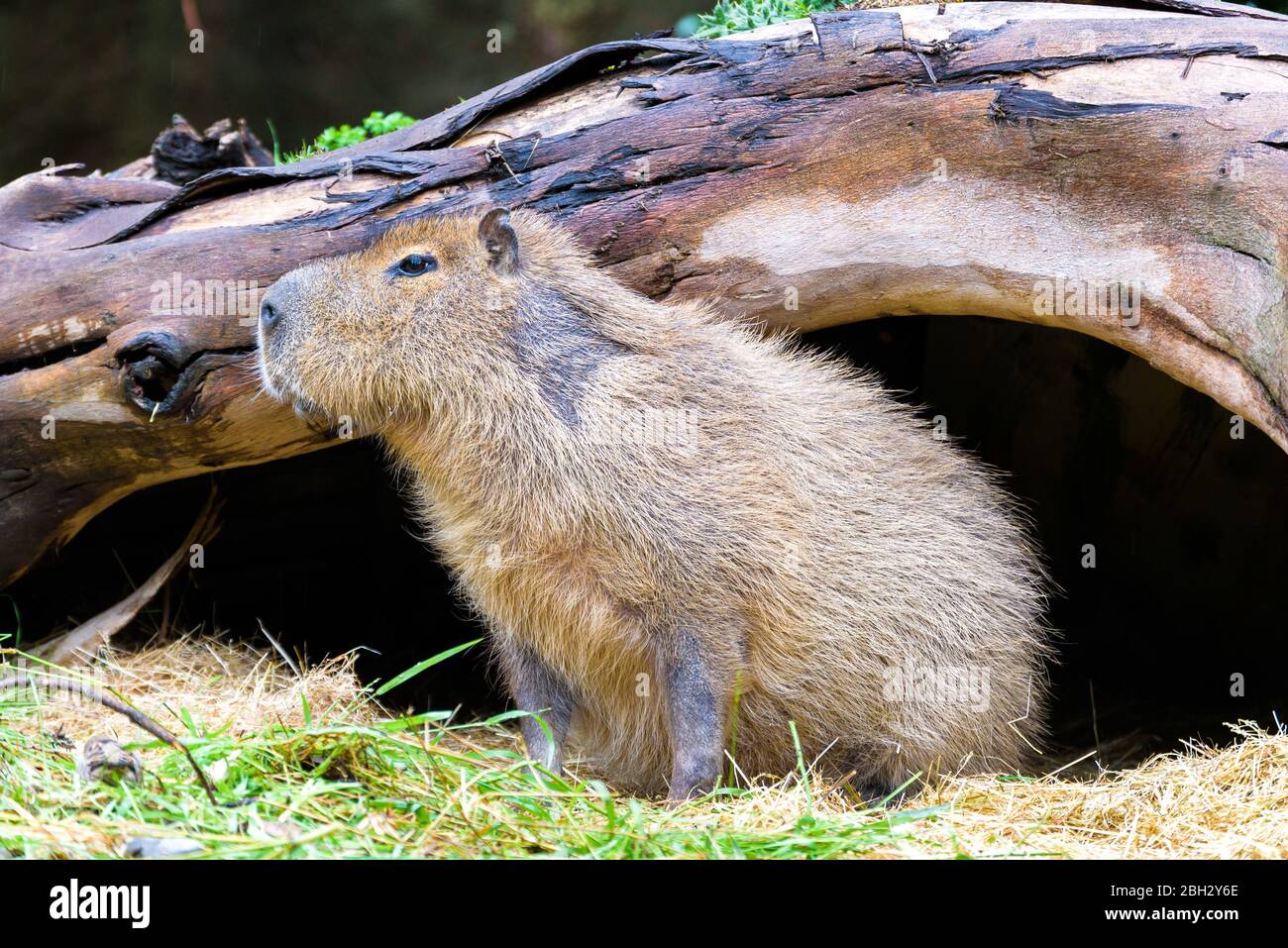 Capybara in its den. Wellington, New Zealand Stock Photo - Alamy