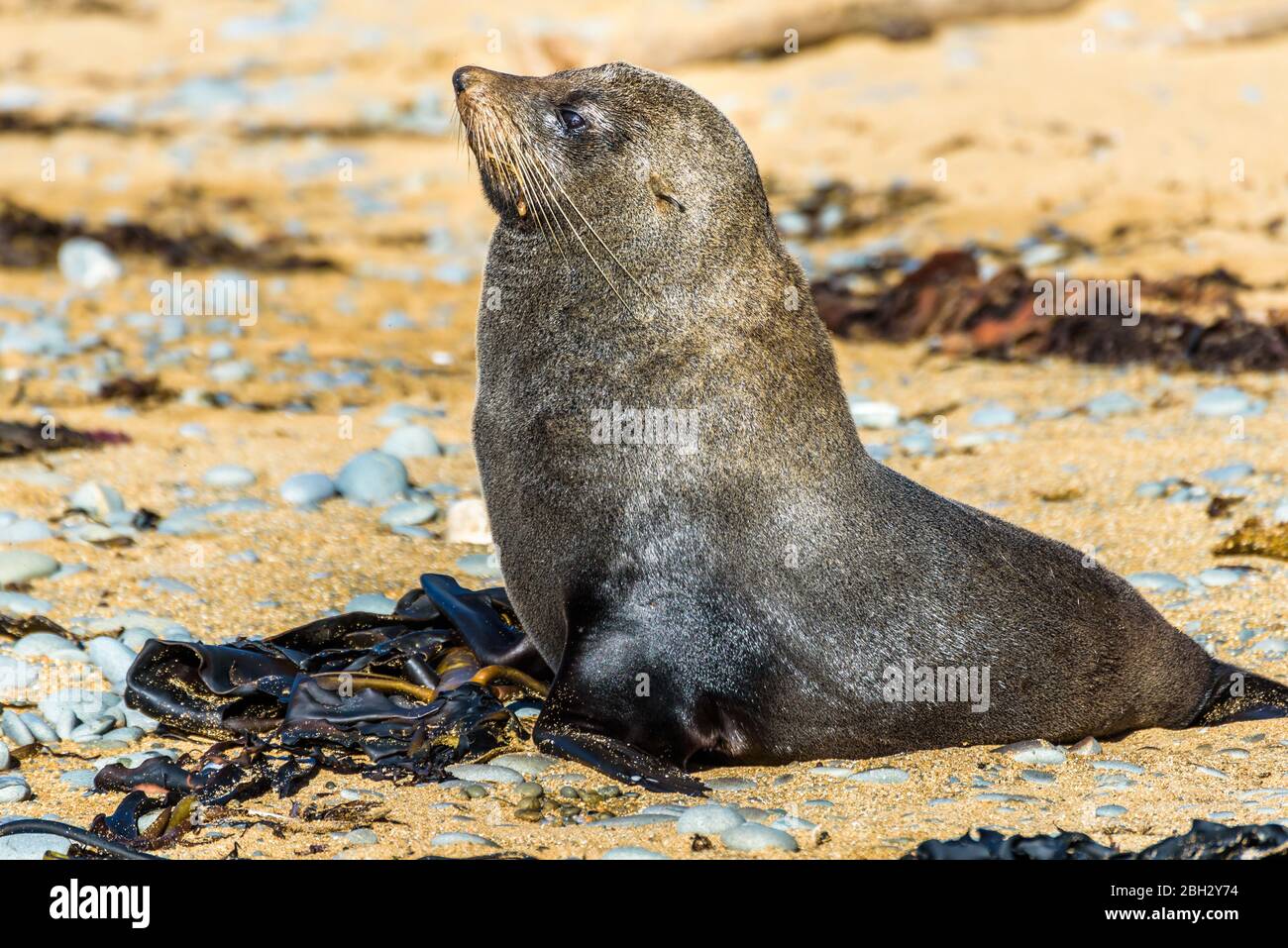 Fur seal at Bushy Beach near Oamaru, Otago region, New Zealand Stock ...