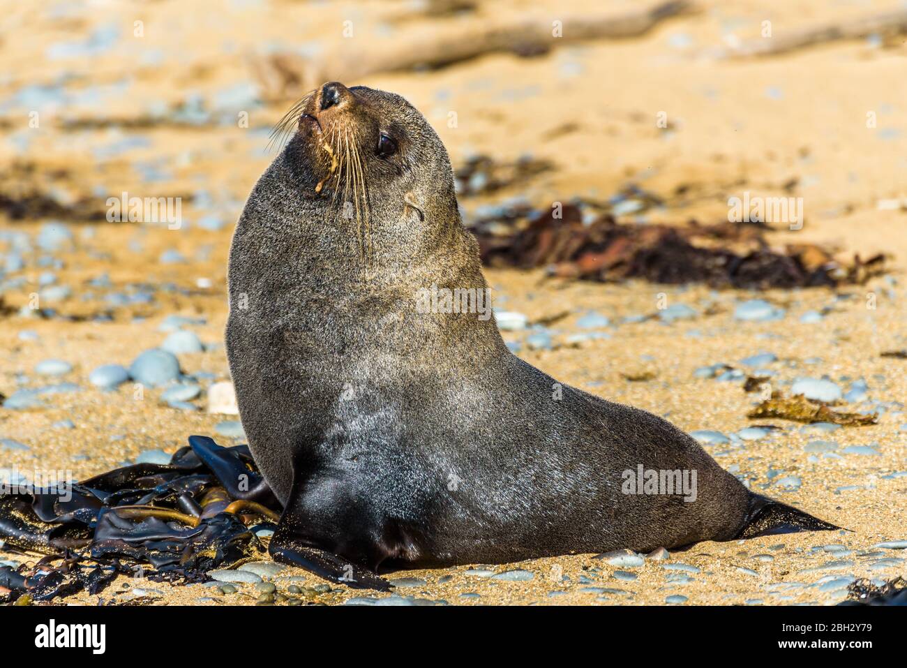 Fur seal at Bushy Beach near Oamaru, Otago region, New Zealand Stock ...