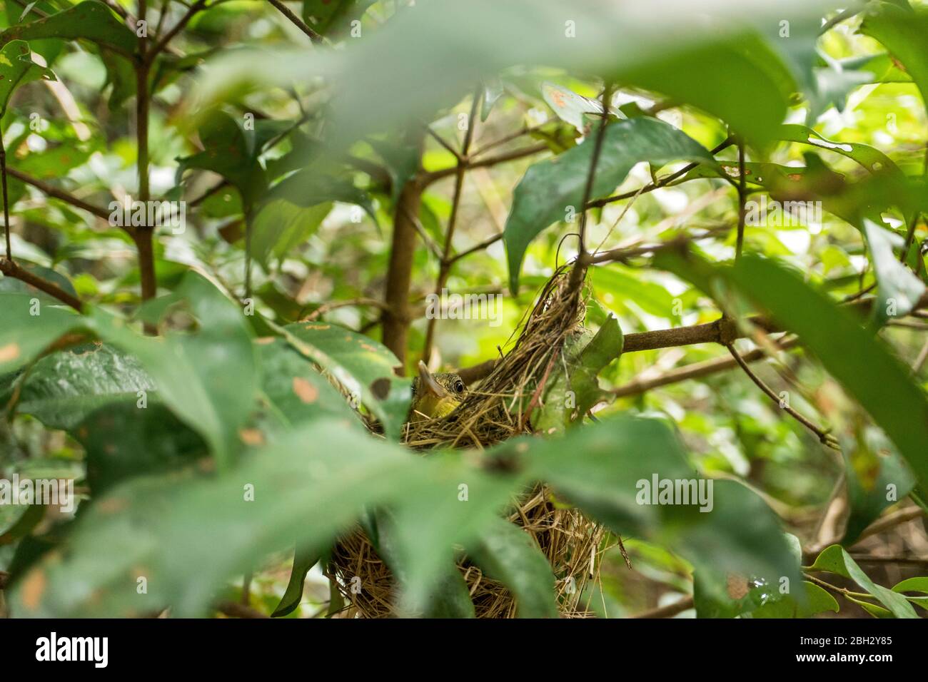 Madagascar bird Velvet Asity (Philepitta castanea Stock Photo - Alamy