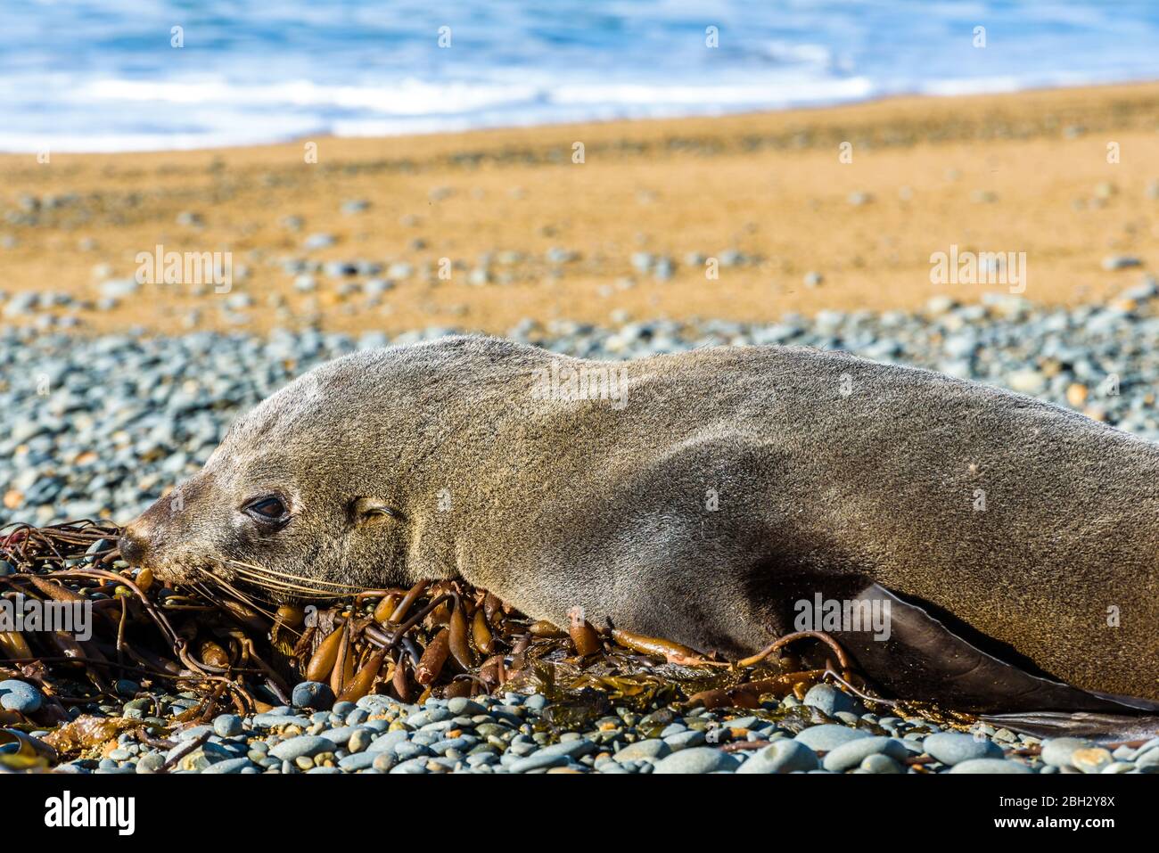 Fur seal at Bushy Beach near Oamaru, Otago region, New Zealand Stock ...