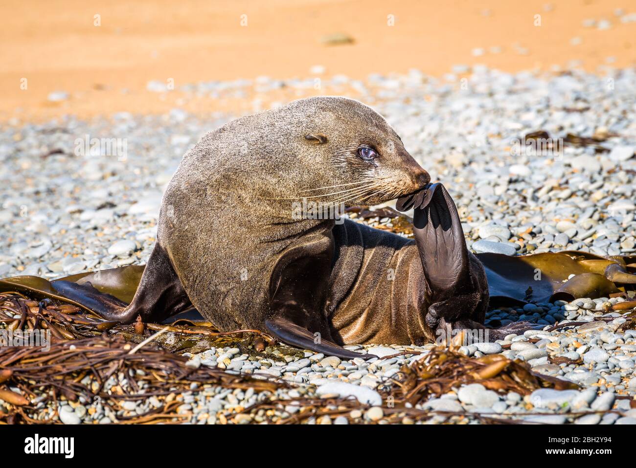 Fur seal at Bushy Beach near Oamaru, Otago region, New Zealand Stock ...