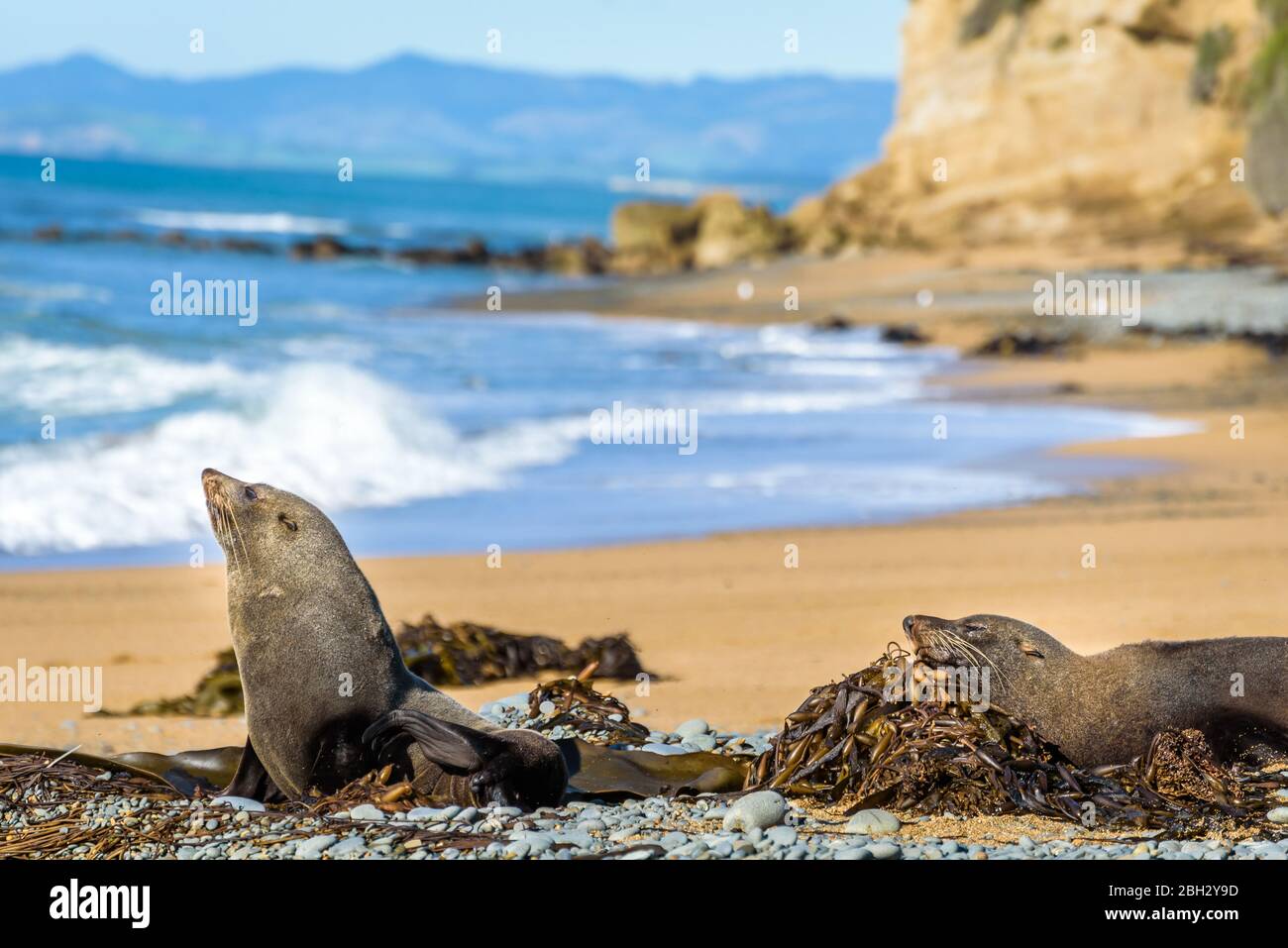 Oamaru penguins new zealand hi-res stock photography and images - Alamy