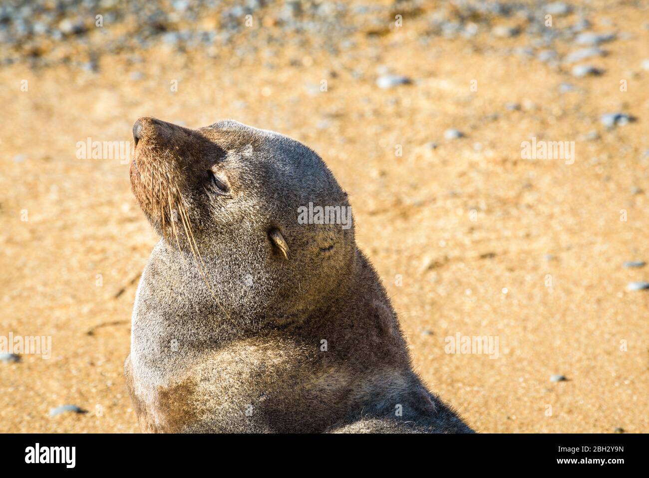 Fur seal at Bushy Beach near Oamaru, Otago region, New Zealand Stock ...